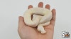 더 다이아몬드aka 블루 아이 루시스틱 볼파이톤 모프 The Diamond Ball Python Morph 루소 헷